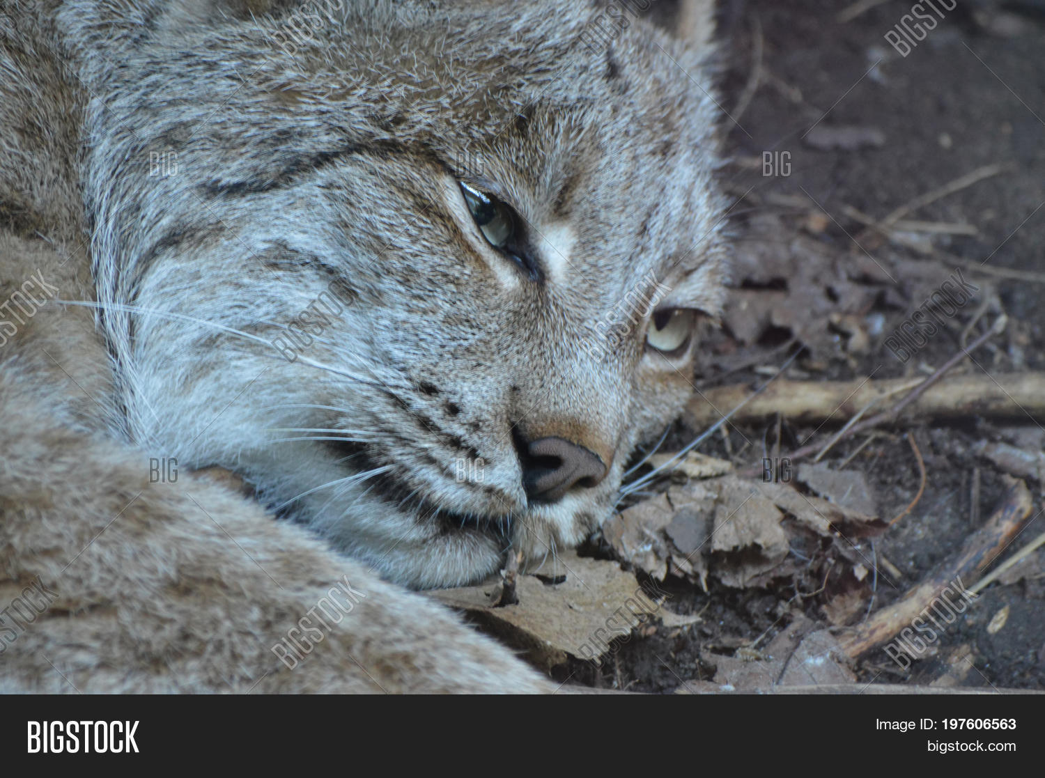 Canadian Lynx Laying Image & Photo (Free Trial) | Bigstock