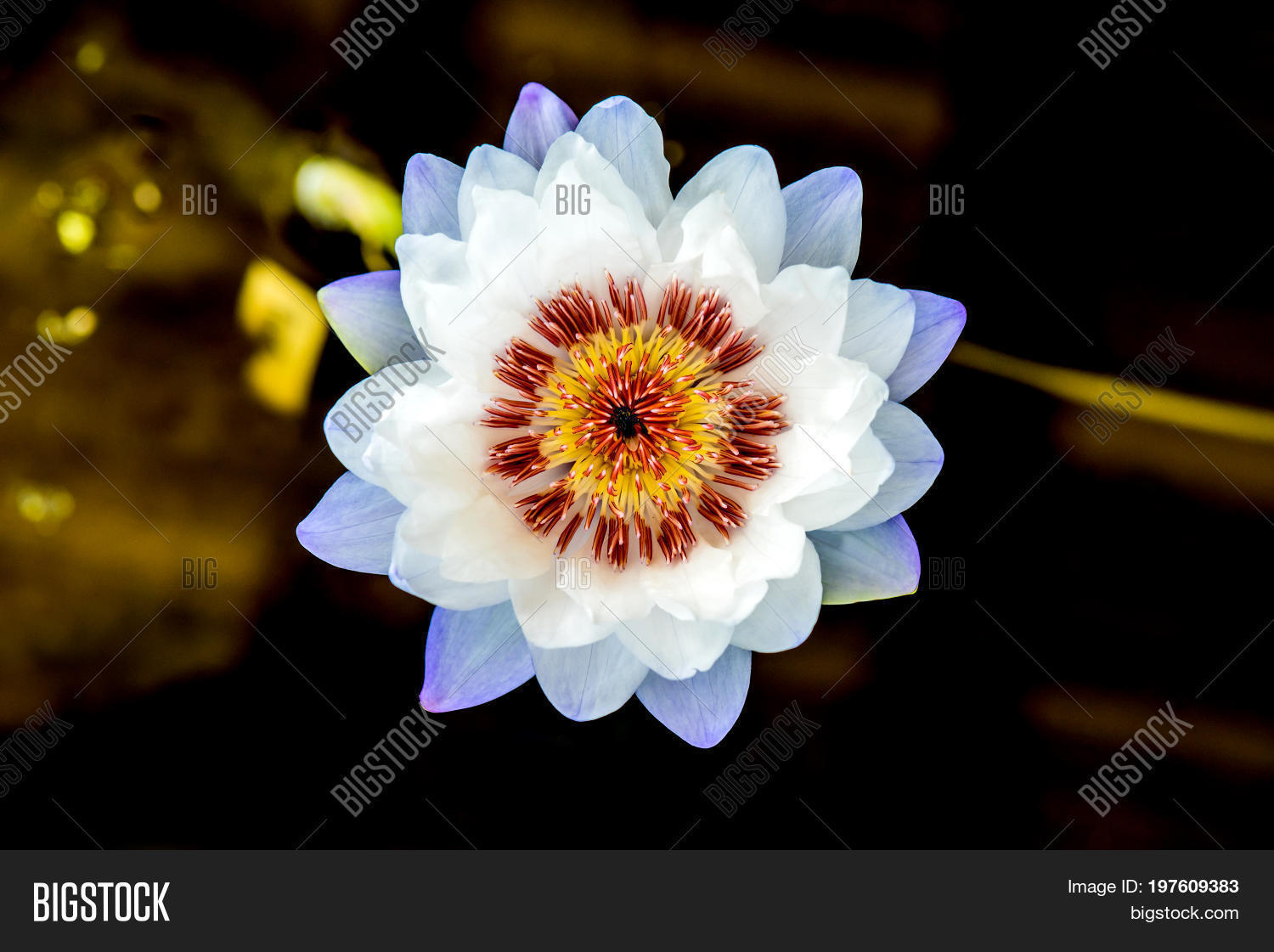 Blooming Lotus Flower Image & Photo (Free Trial) | Bigstock