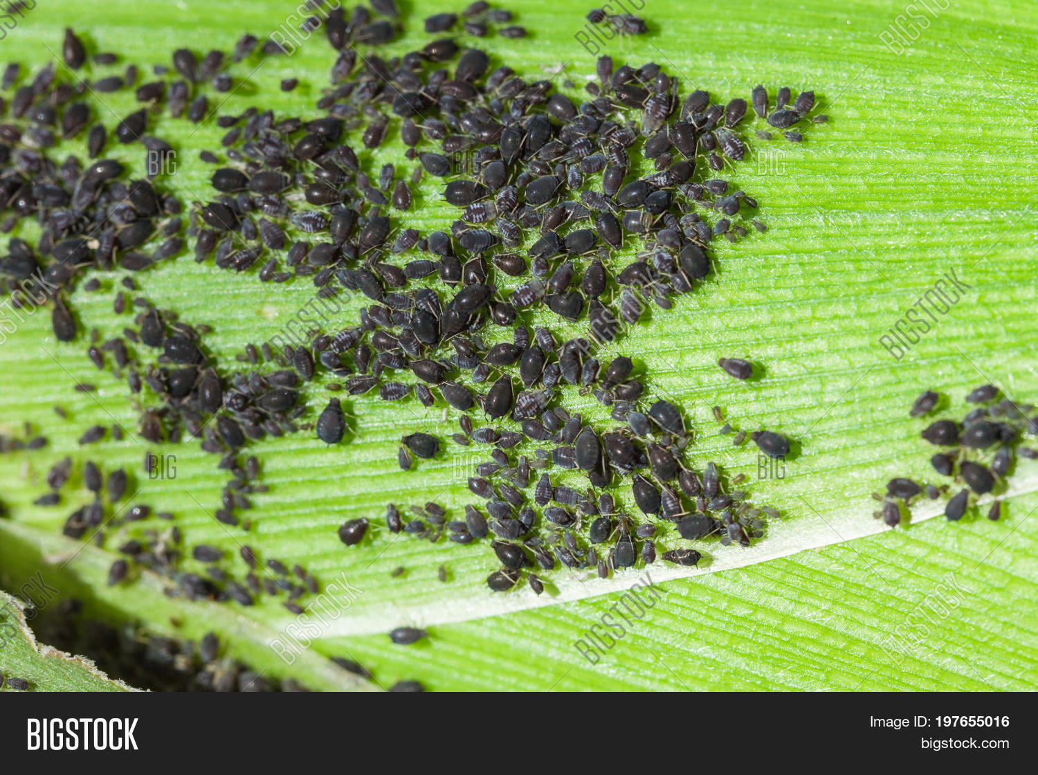 Aphids Feed On Sap Image & Photo (Free Trial) | Bigstock