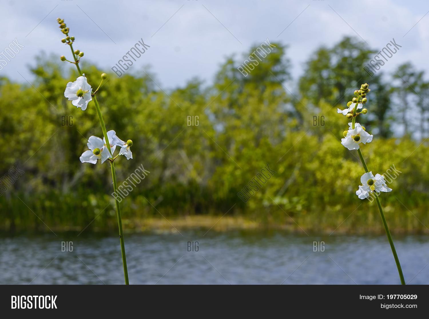 White Swamp Flower - Image & Photo (Free Trial) | Bigstock