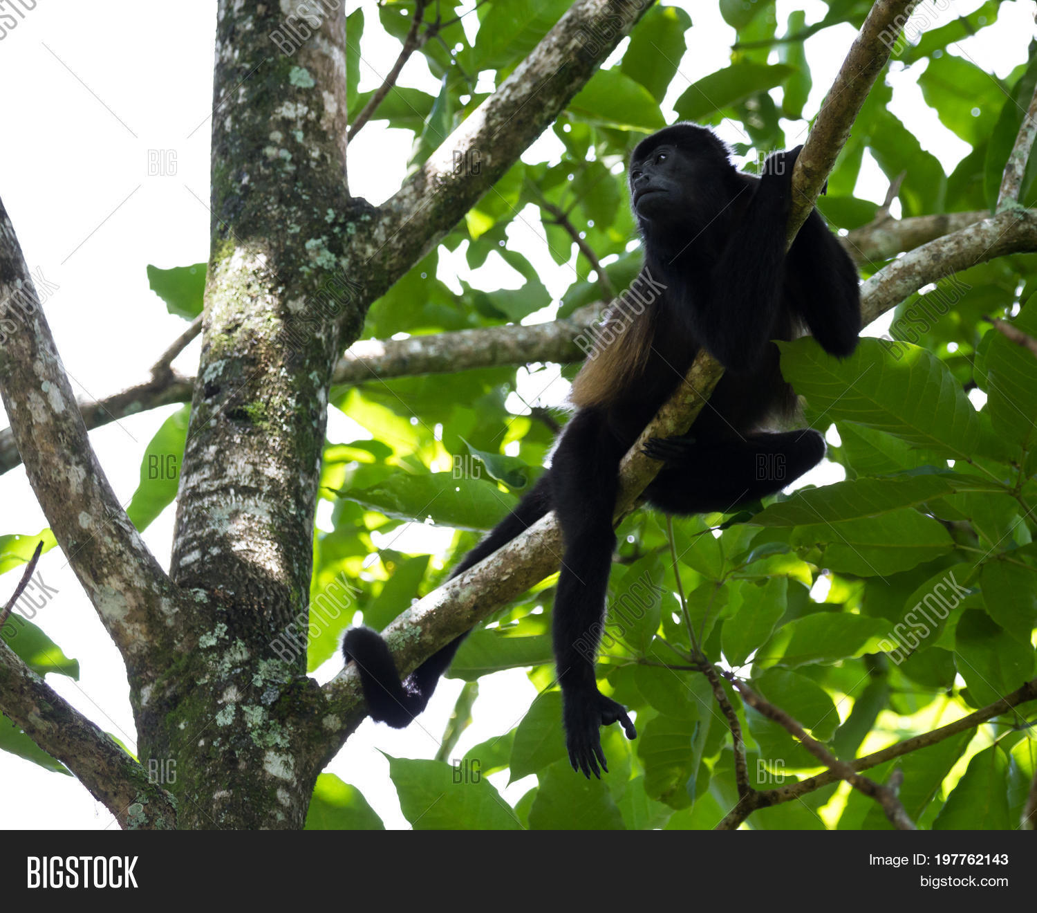 Howler Monkey Trees Image & Photo (Free Trial) | Bigstock