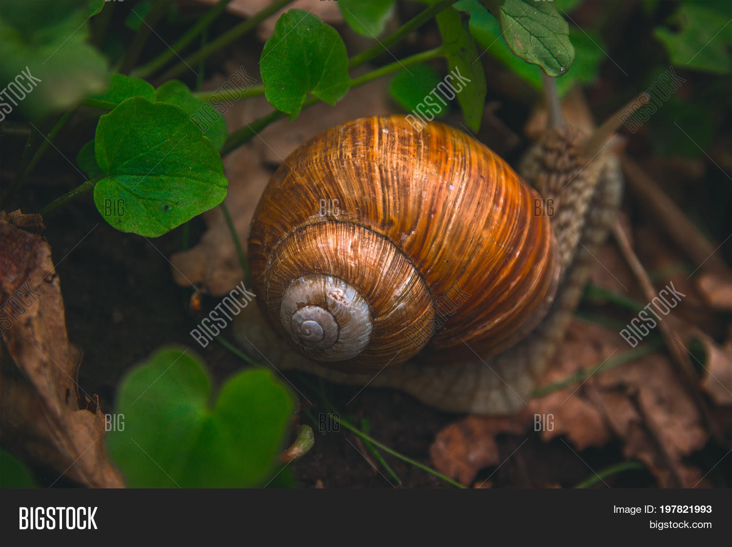 Imagen y foto Snail Shell Horns (prueba gratis) | Bigstock