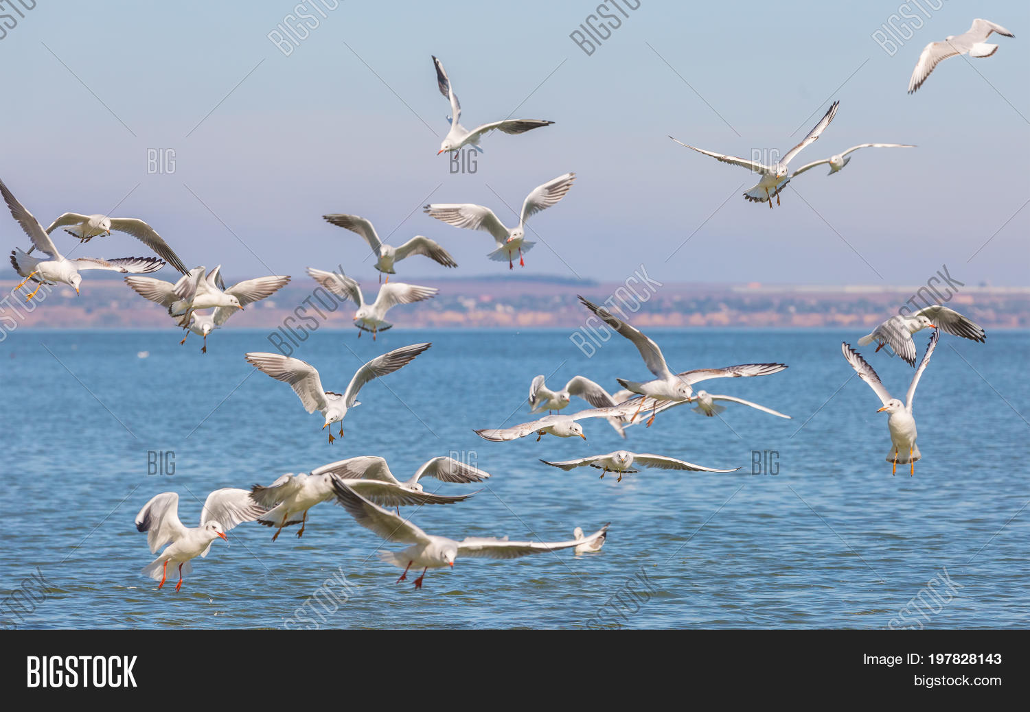 Many Seagulls (Larus Image & Photo (Free Trial) | Bigstock