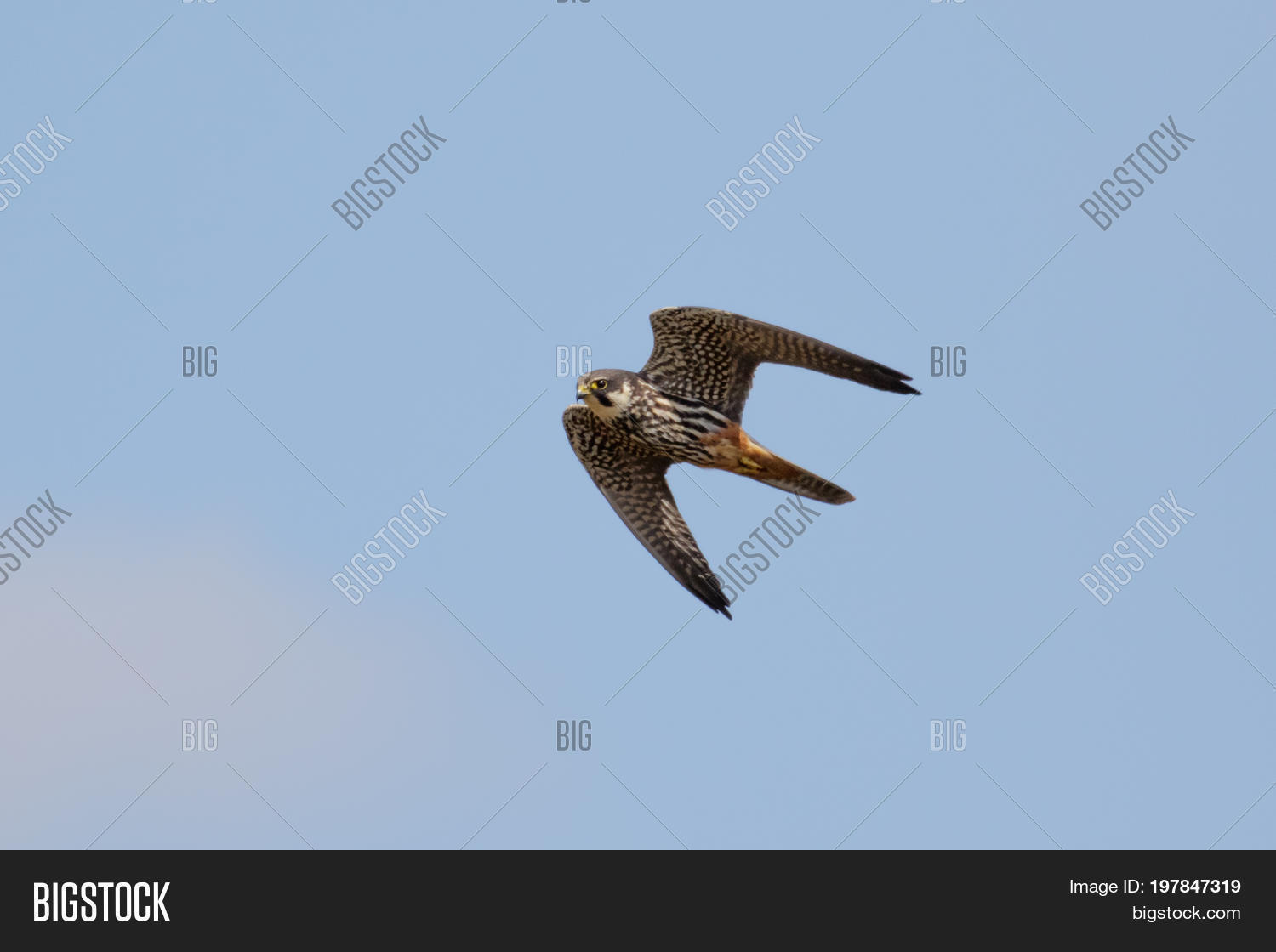 Eurasian Hobby Falcon Image & Photo (Free Trial) | Bigstock