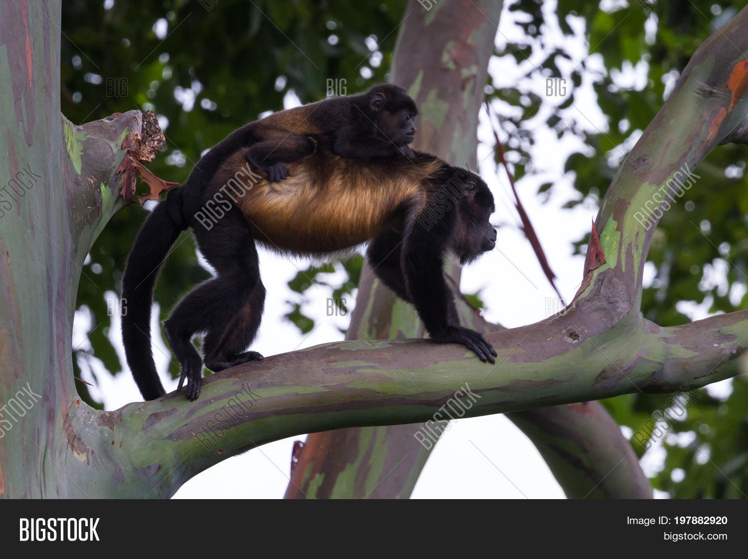 Baby Howler Monkey His Image & Photo (Free Trial) | Bigstock