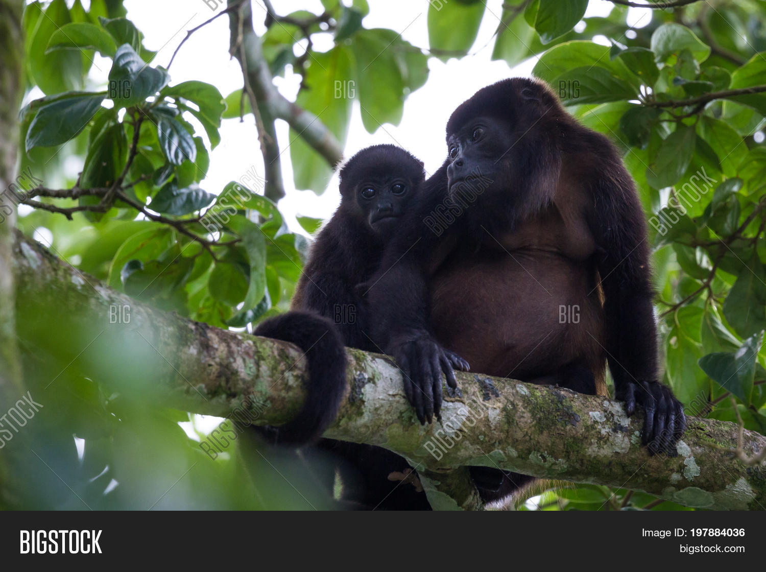 Baby Howler Monkey His Image & Photo (Free Trial) | Bigstock