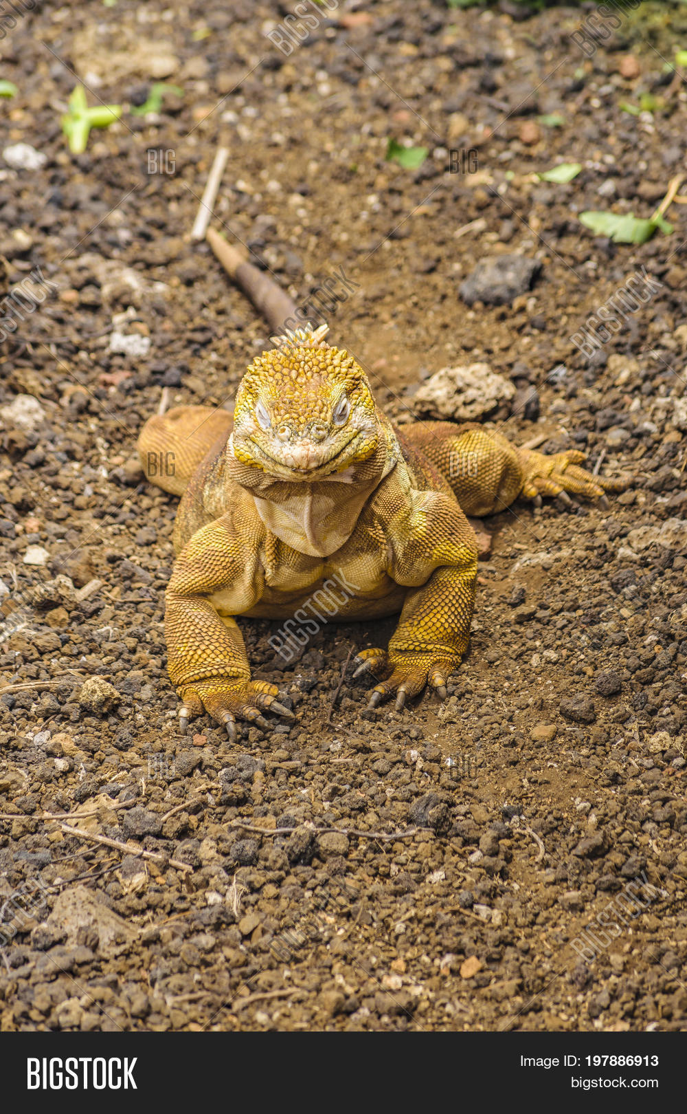 Yellow Iguana Ground Image & Photo (Free Trial) | Bigstock