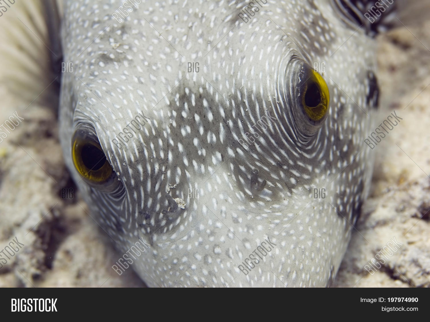 Yellow Eyes Pufferfish Image & Photo (Free Trial) | Bigstock