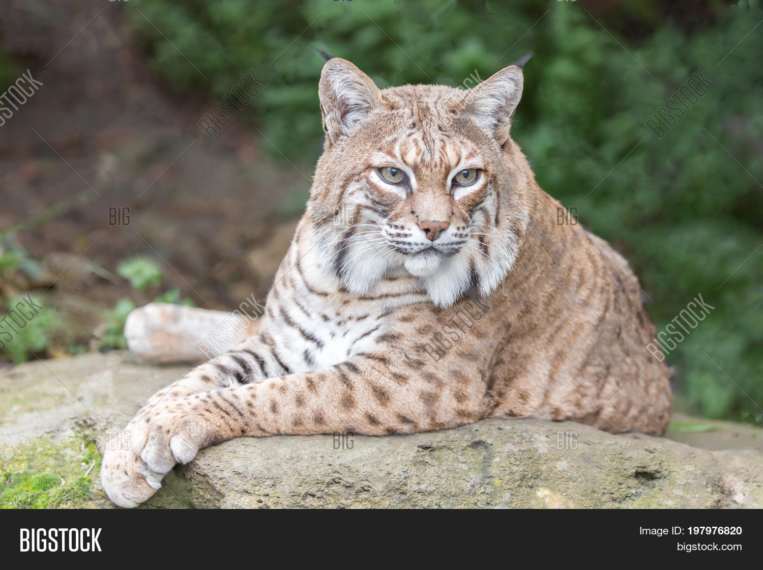 Bobcat (Lynx Rufus Image & Photo (Free Trial) | Bigstock