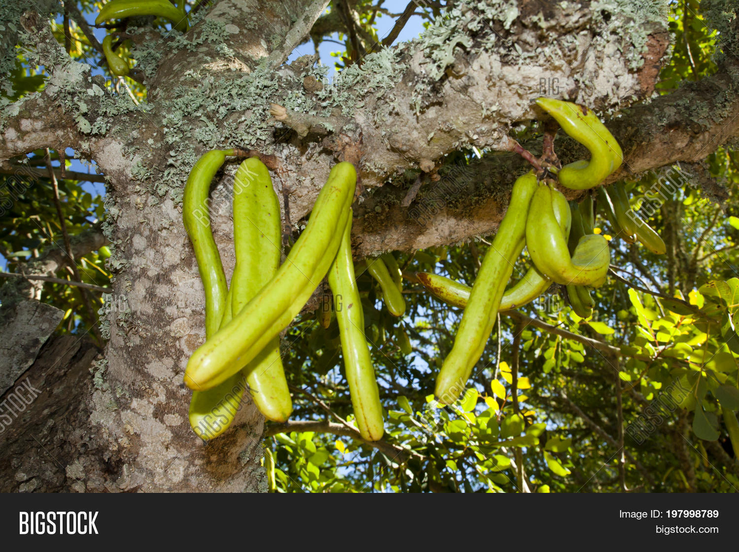 Parmentiera Edulis - Image & Photo (Free Trial) | Bigstock