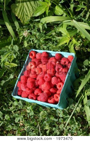Raspberry Picking Image & Photo (Free Trial) | Bigstock