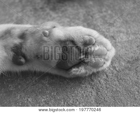 Detail Underfoot Cat Image & Photo (Free Trial) | Bigstock