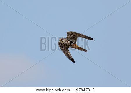 Eurasian Hobby Falcon Image & Photo (Free Trial) | Bigstock