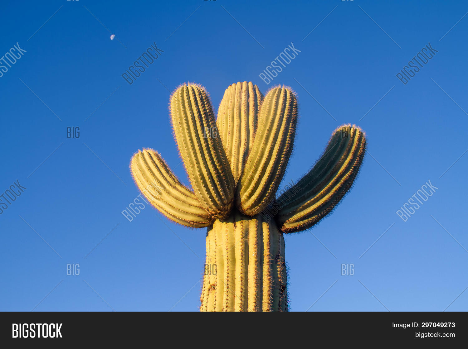 Close Top Saguaro Image & Photo (Free Trial) | Bigstock