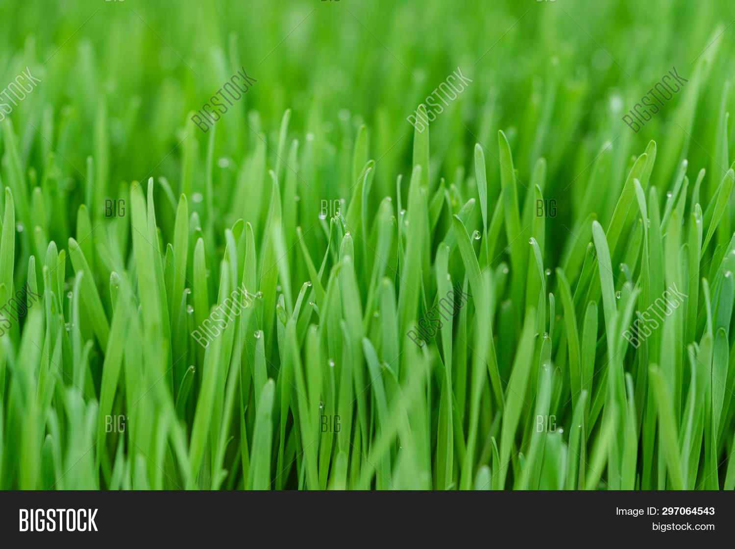 Close- Wheatgrass Image & Photo (Free Trial) | Bigstock