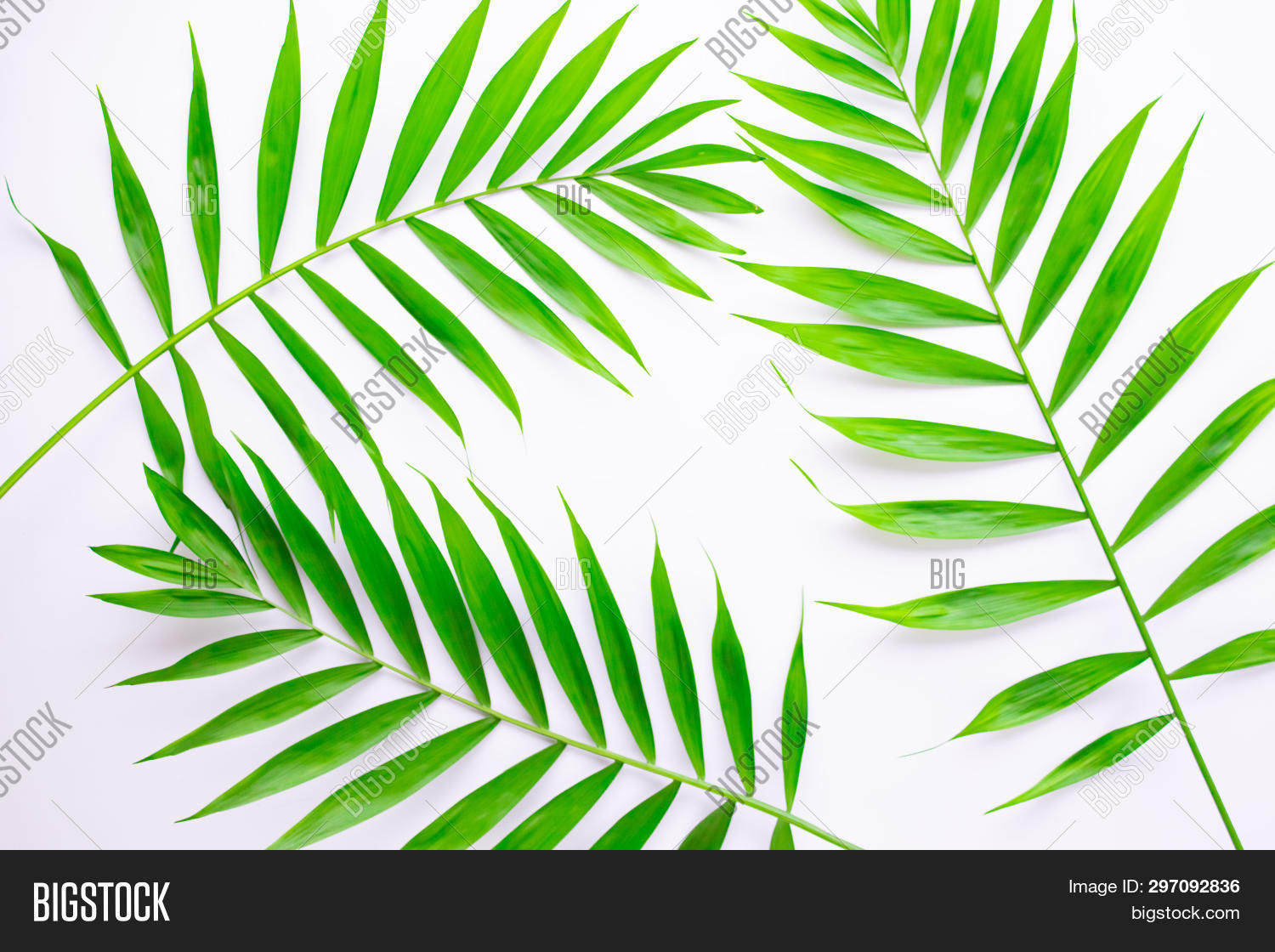 Layout Tropical Leaves Image & Photo (Free Trial) | Bigstock