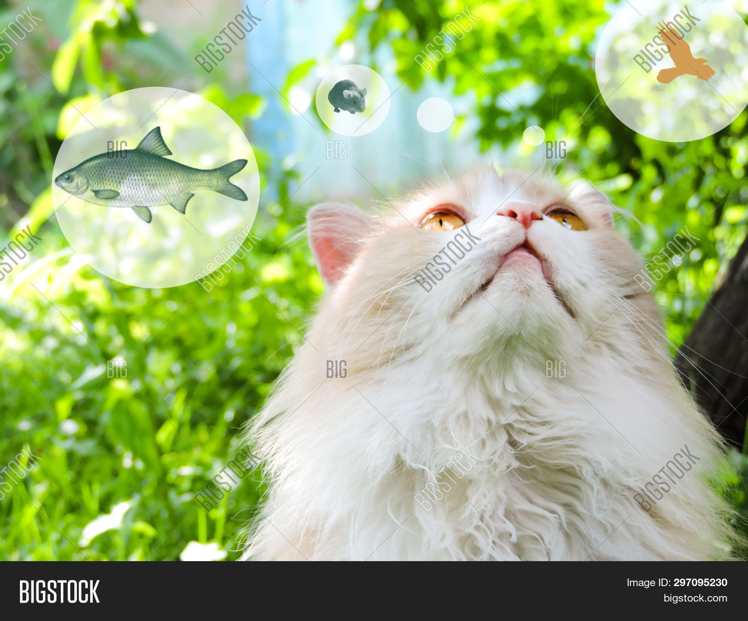 Cat, Probably Thinking Image & Photo (Free Trial) | Bigstock