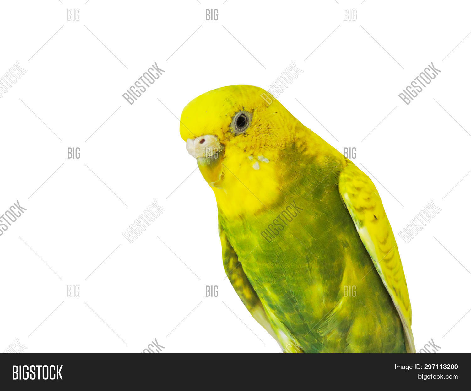 Budgerigar Close On Image & Photo (Free Trial) | Bigstock