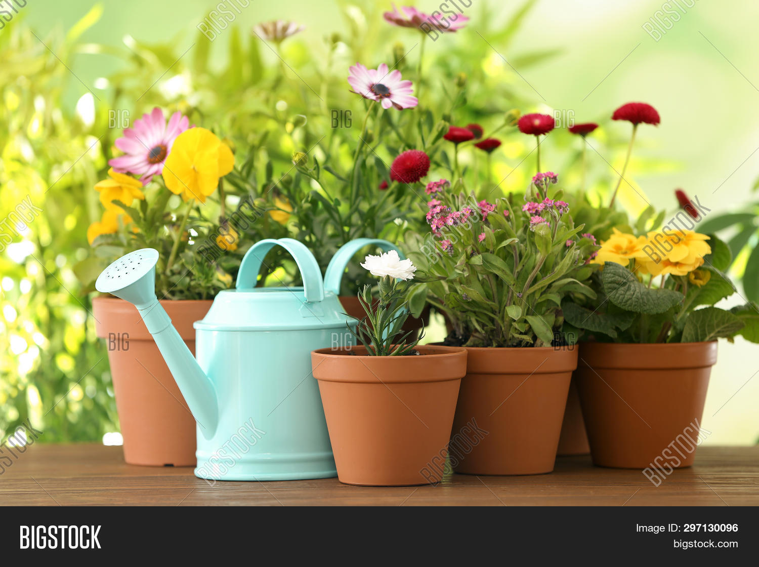 Potted Blooming Image & Photo (Free Trial) | Bigstock