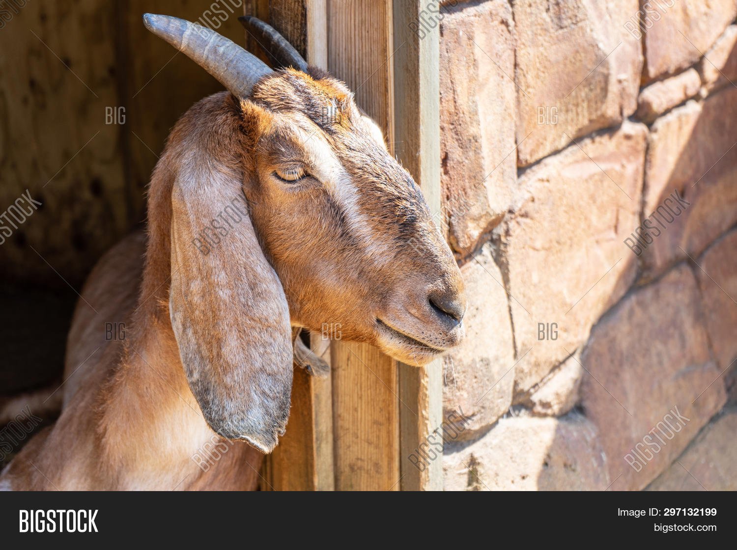 Anglo Nubian Goat, Image & Photo (Free Trial) | Bigstock
