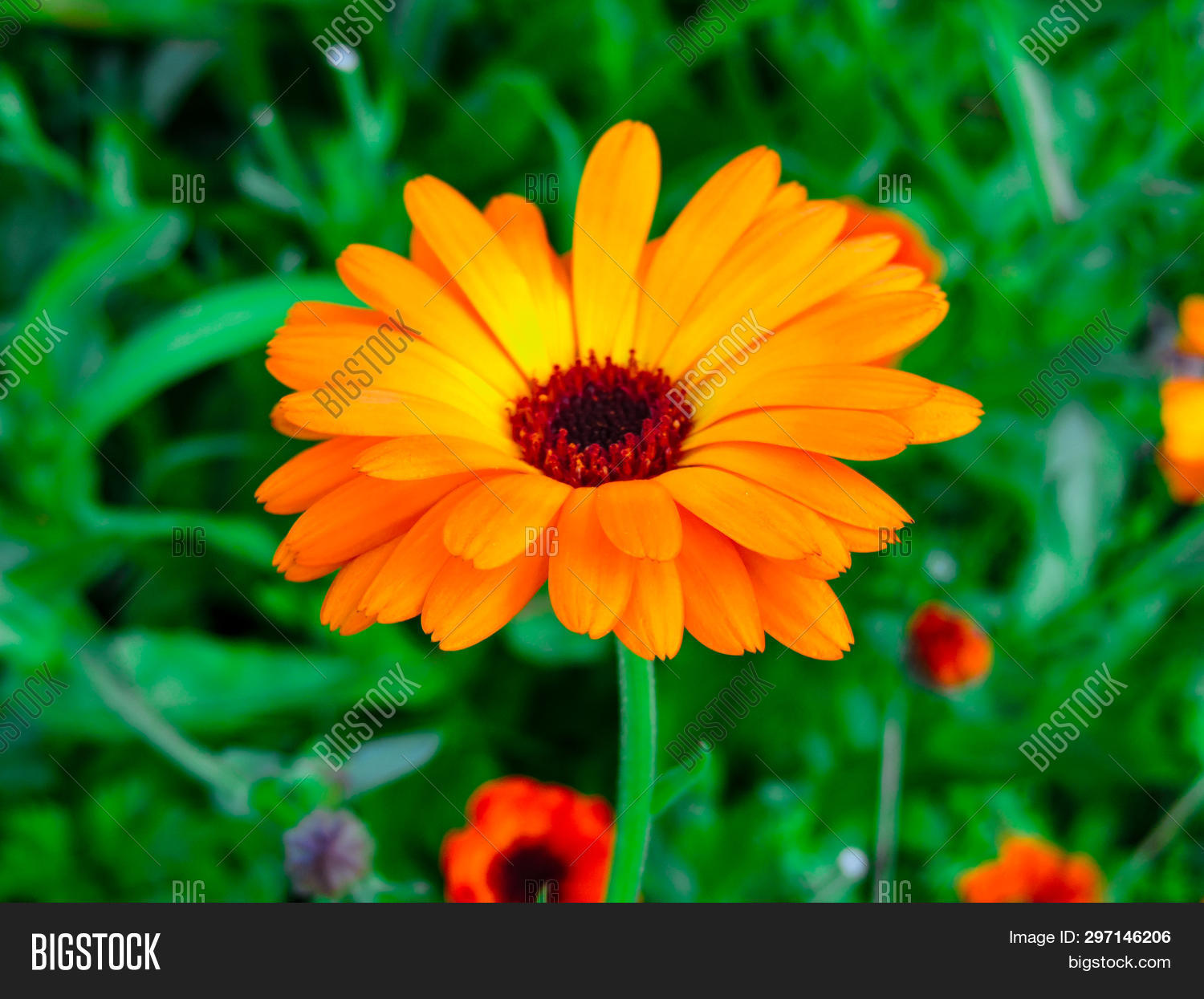 Orange Calendula Image & Photo (Free Trial) | Bigstock