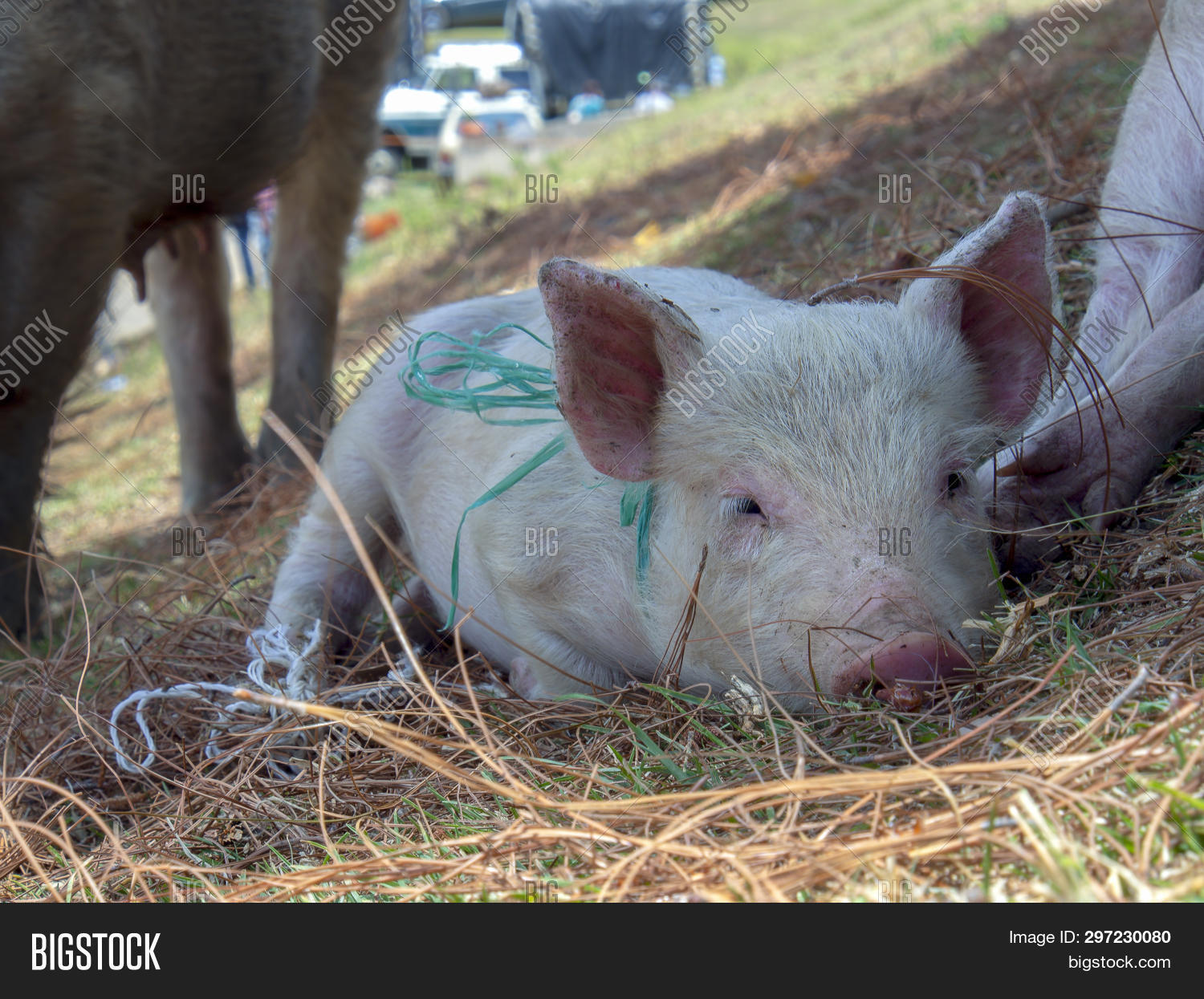 Piglet Among His Image & Photo (Free Trial) | Bigstock