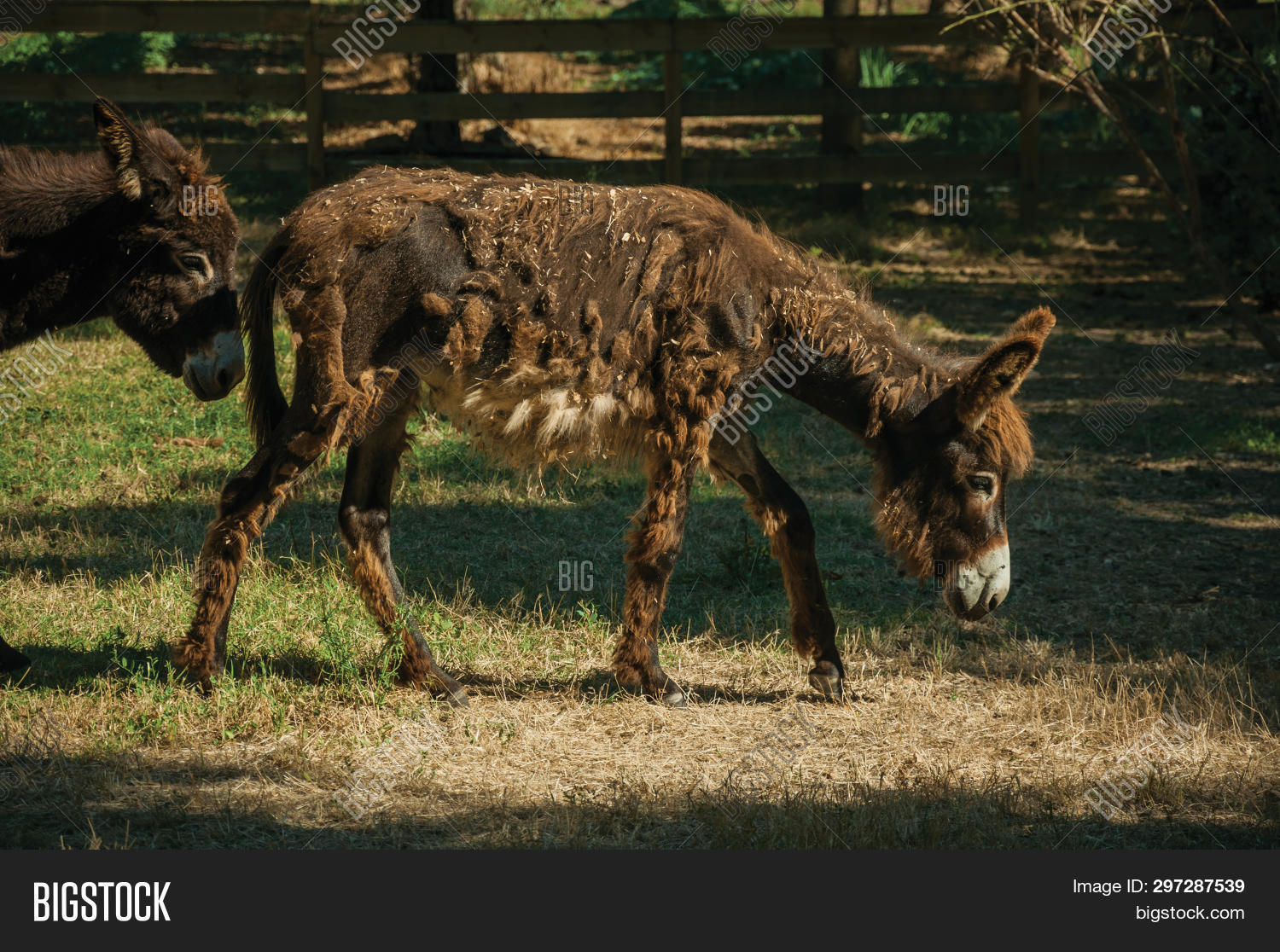 Couple Nice Donkeys Image & Photo (Free Trial) | Bigstock