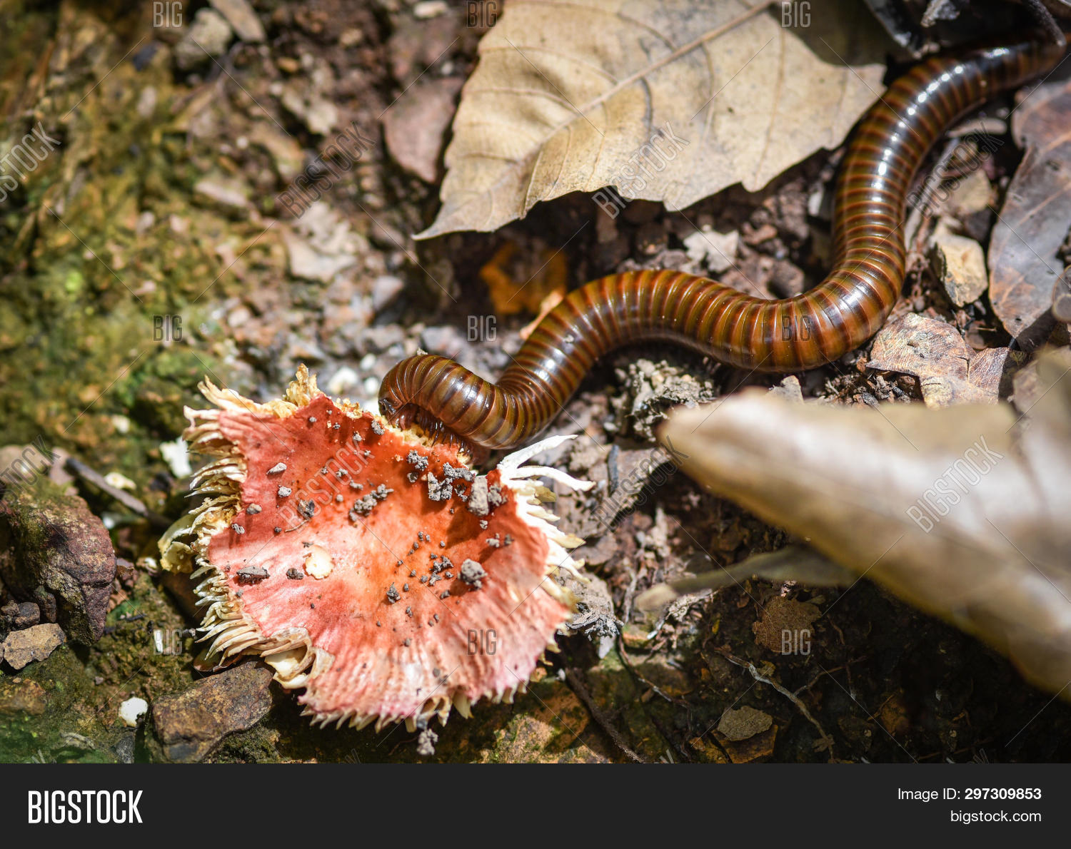 Millipede Eating Image & Photo (Free Trial) | Bigstock