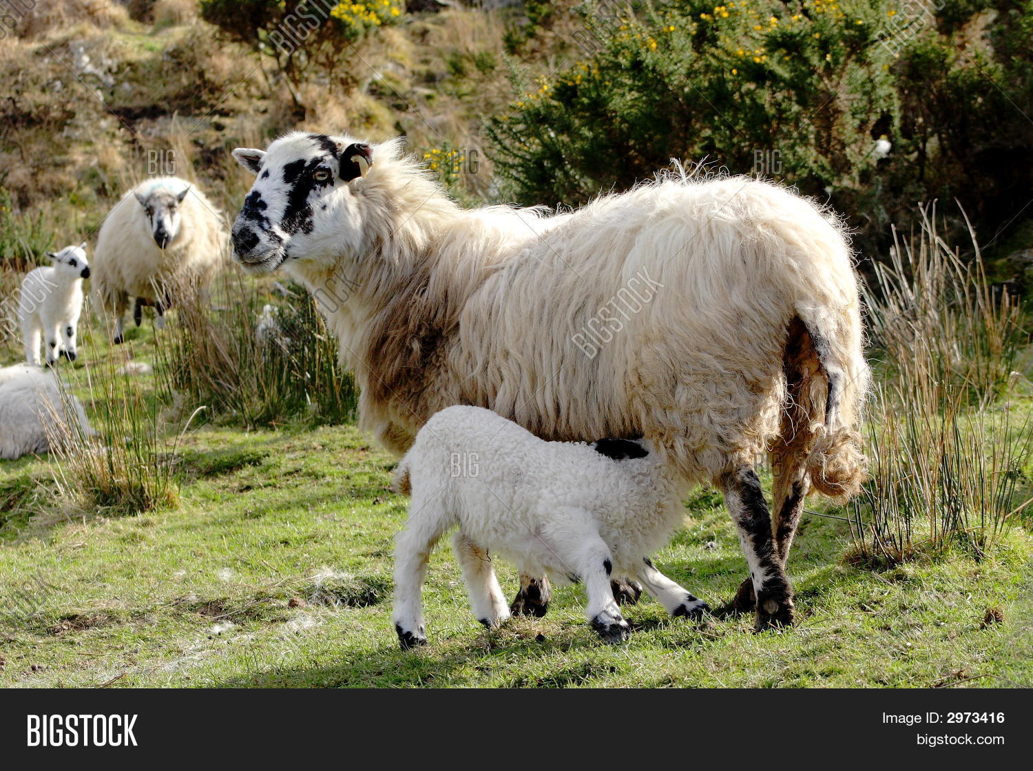 Feeding Lamb Image & Photo (Free Trial) | Bigstock