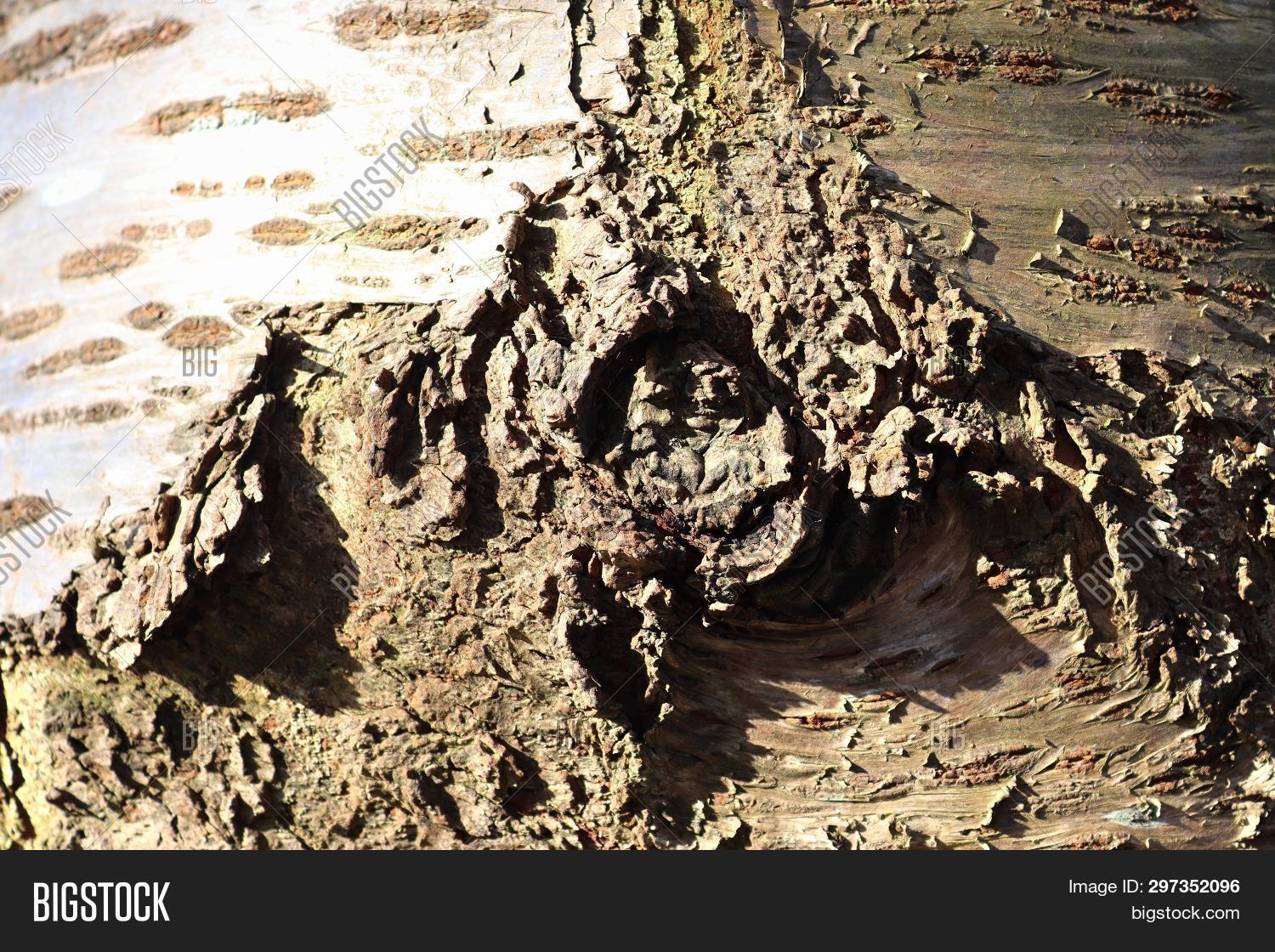 Close Surface Tree Image & Photo (Free Trial) | Bigstock