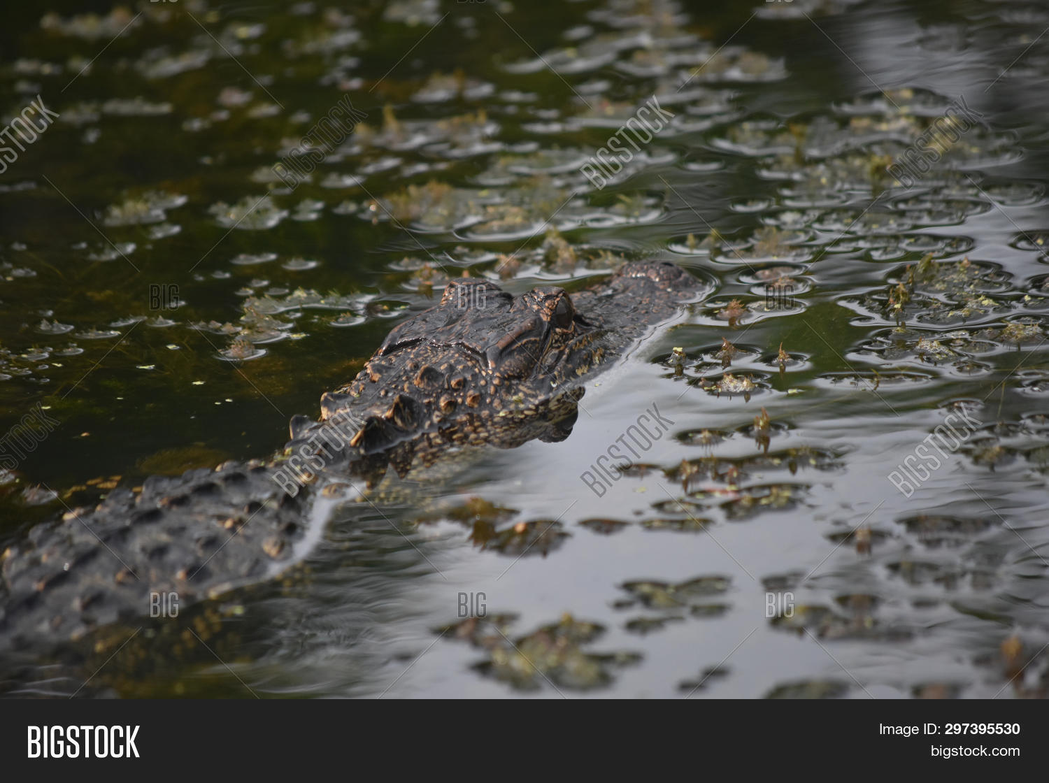 Stunning Stalking Image & Photo (Free Trial) | Bigstock