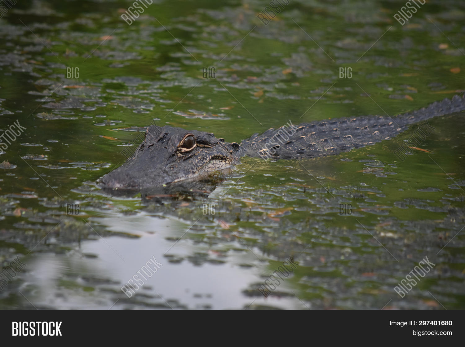 Alligator Shallow Image & Photo (Free Trial) | Bigstock