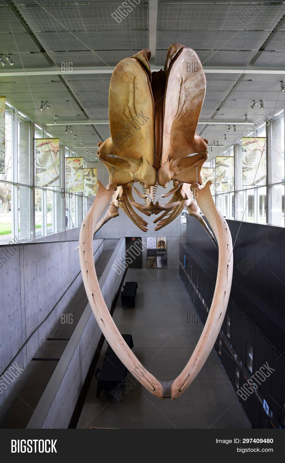 Bones Blue Whale . Image & Photo (Free Trial) | Bigstock