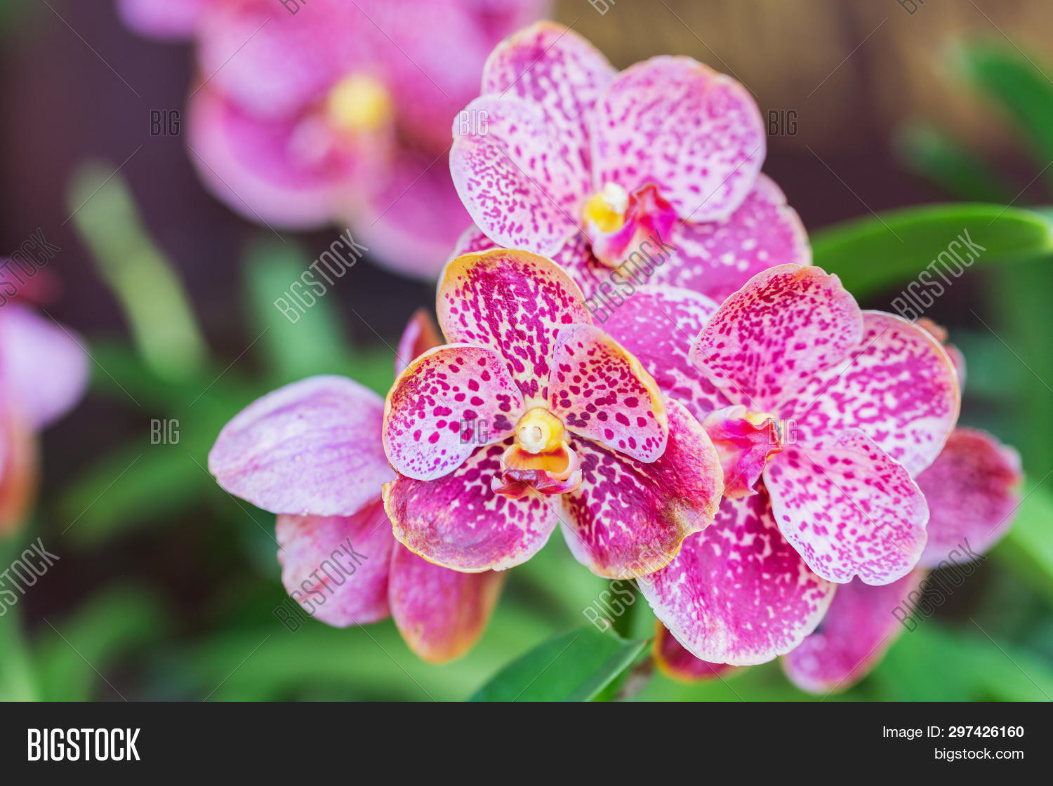 Orchid Flower Garden Image & Photo (Free Trial) | Bigstock