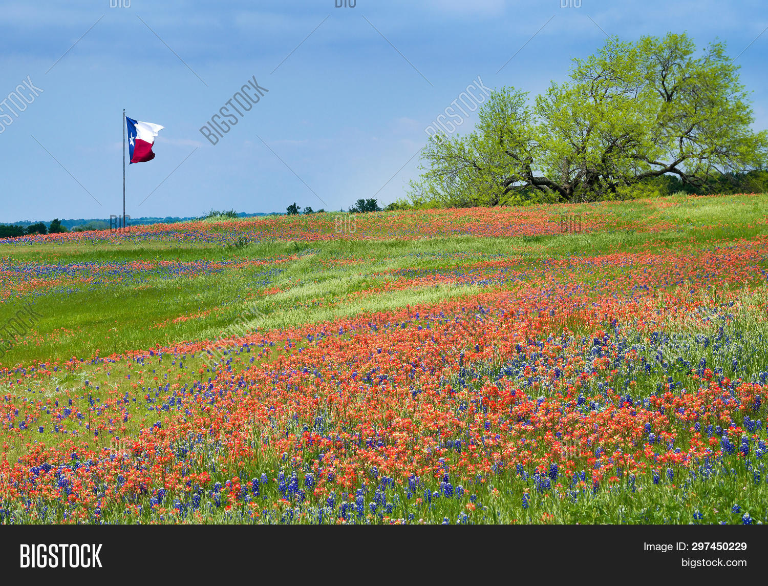 Blooming Field Texas Image & Photo (Free Trial) | Bigstock