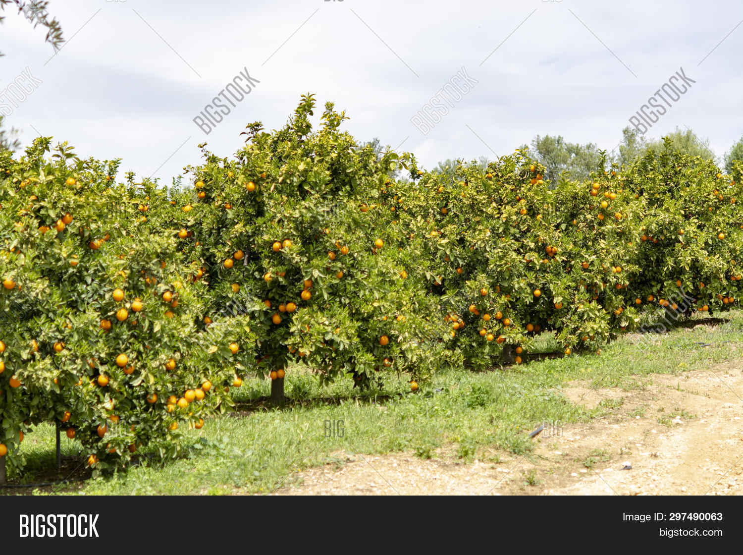 Orange Citrus Fruit Image & Photo (Free Trial) | Bigstock