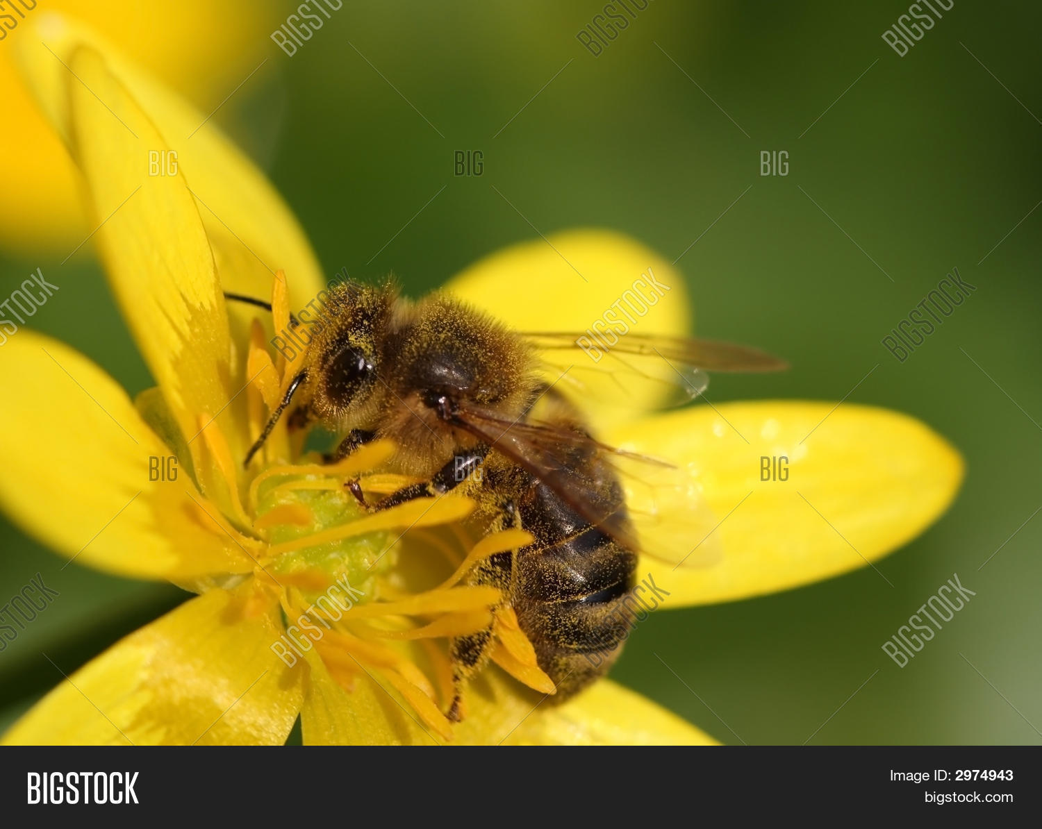 Little Bee On Yellow Image & Photo (Free Trial) | Bigstock
