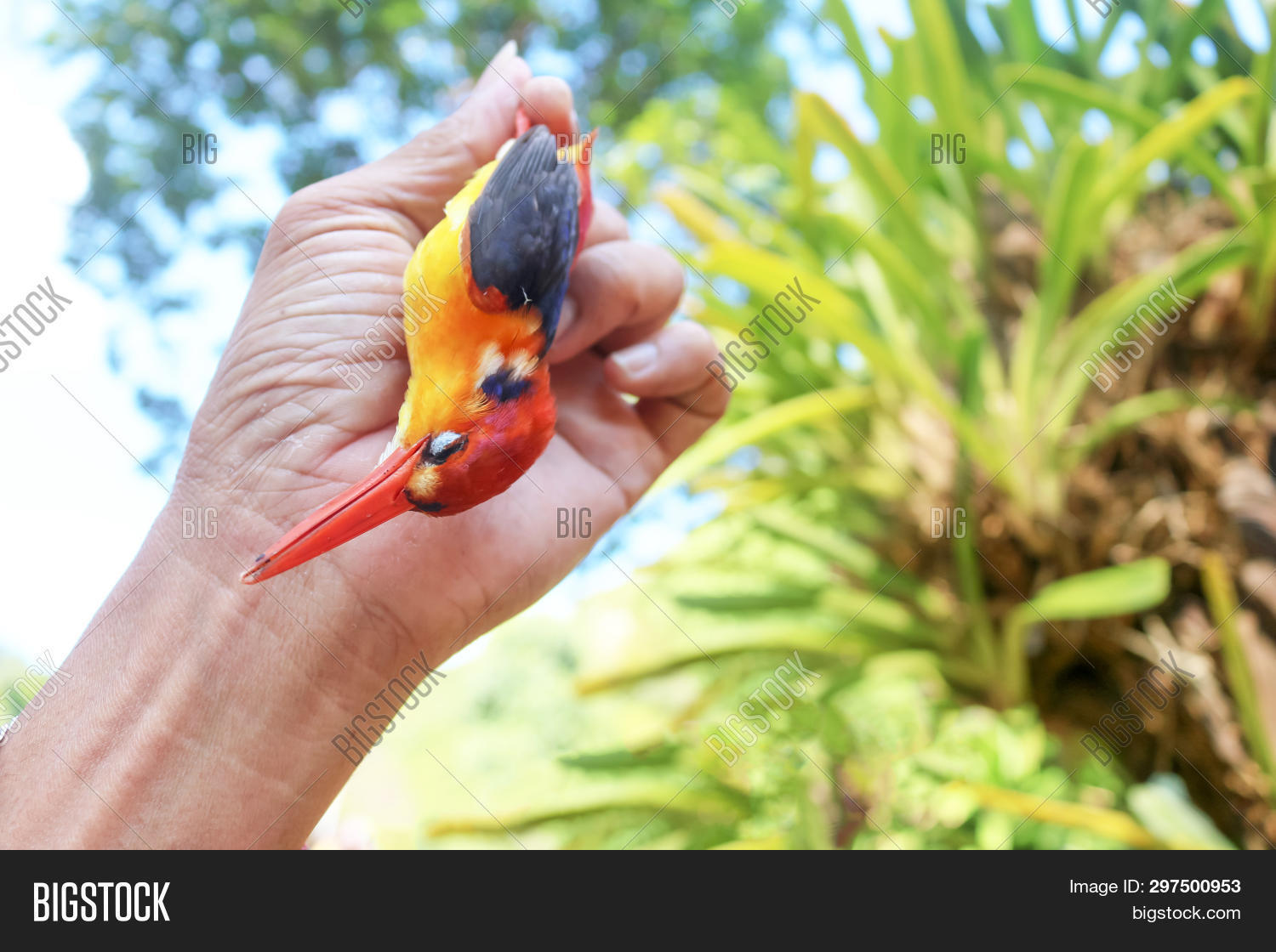Dead Black-backed Image & Photo (Free Trial) | Bigstock