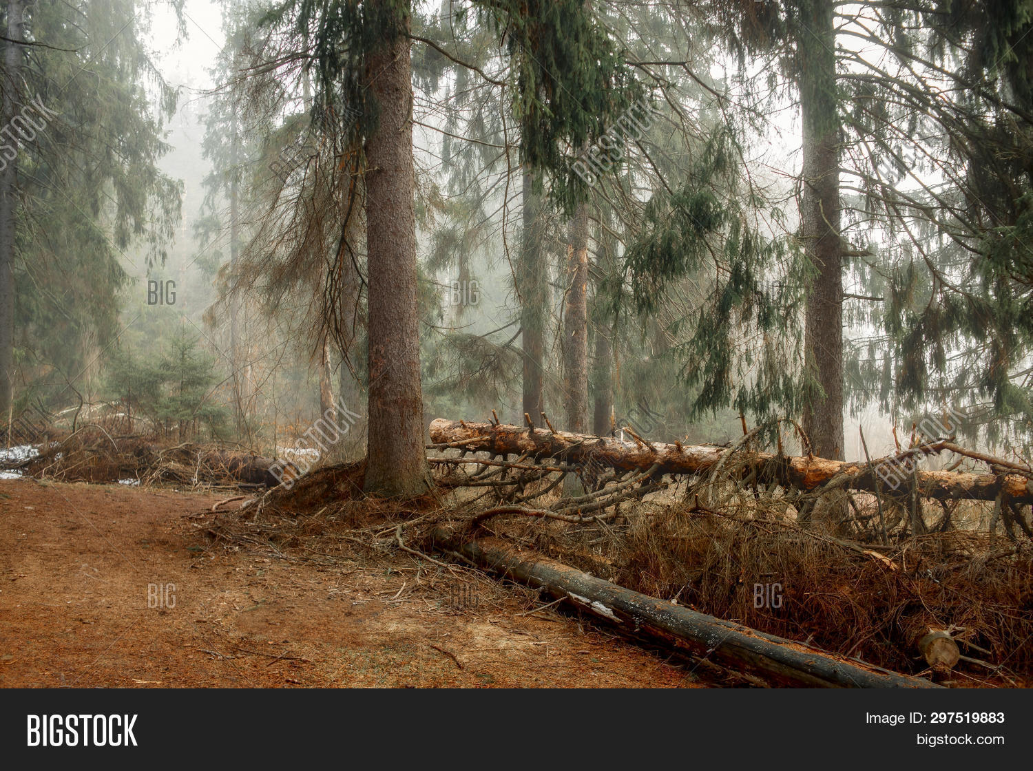 Misty Landscape Forest Image & Photo (Free Trial) | Bigstock