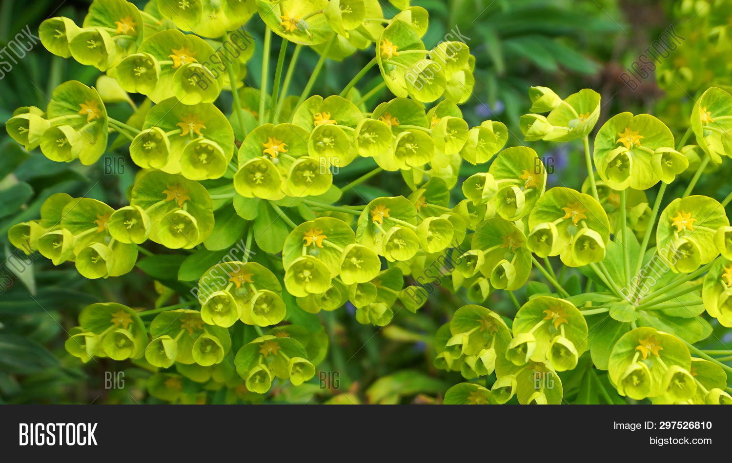 Close Beautiful Bells Image & Photo (Free Trial) | Bigstock