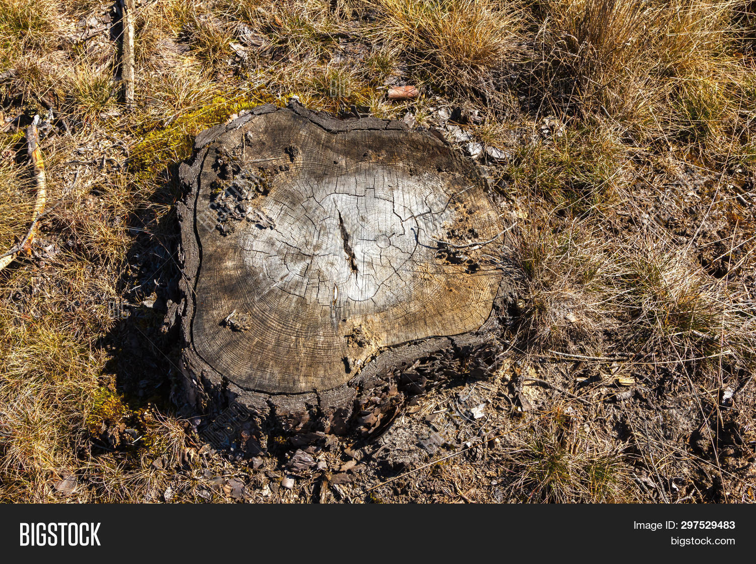 Felled Trees Forest Image & Photo (Free Trial) | Bigstock