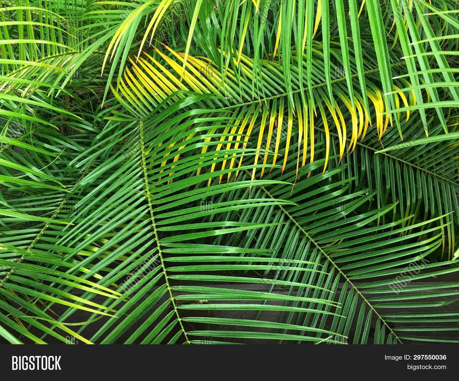 Royal Palms Frond Image & Photo (Free Trial) | Bigstock
