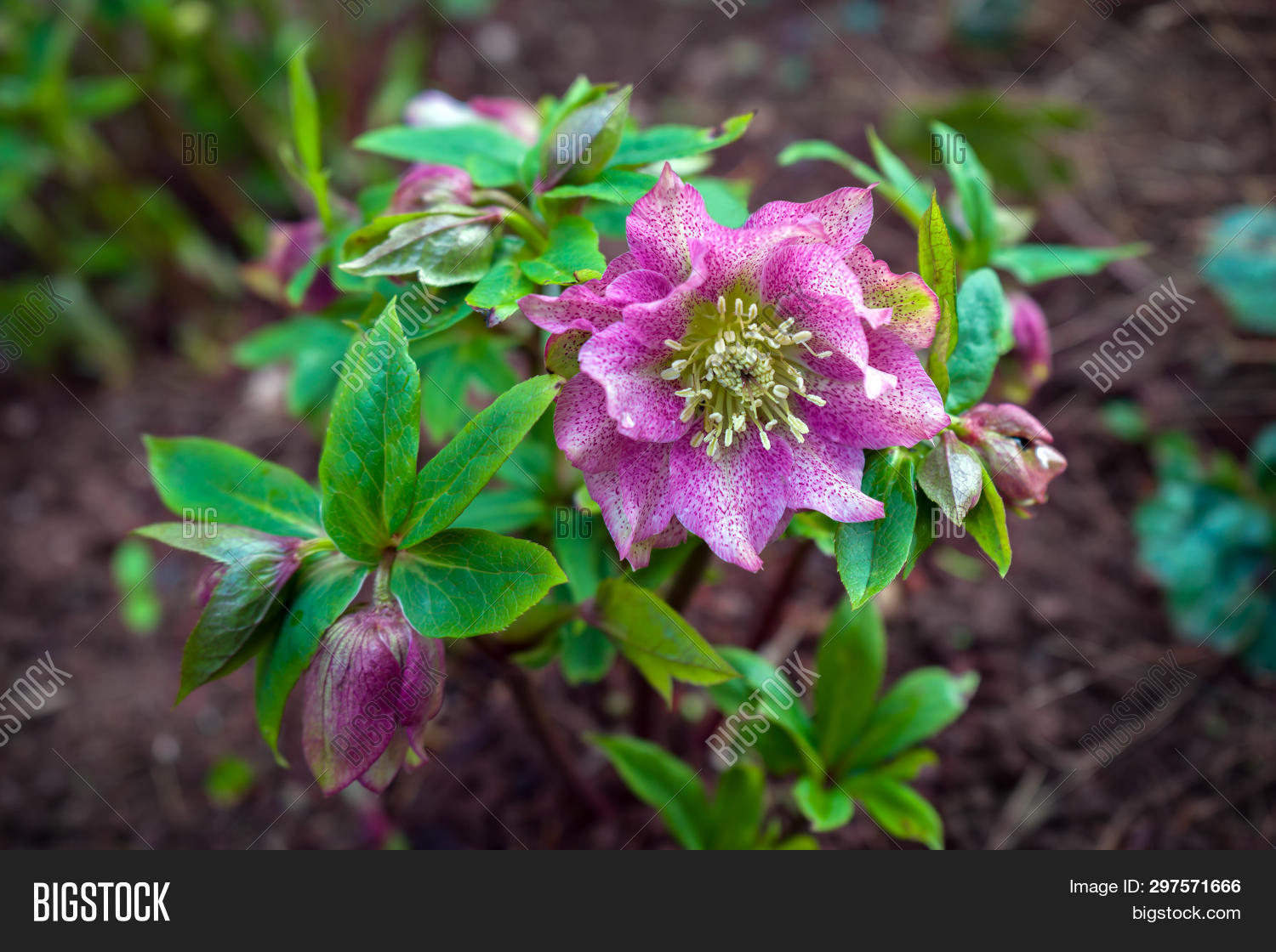 Purple Violet Image & Photo (Free Trial) | Bigstock