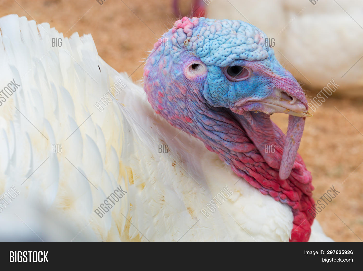 Close Portrait Image & Photo (Free Trial) | Bigstock