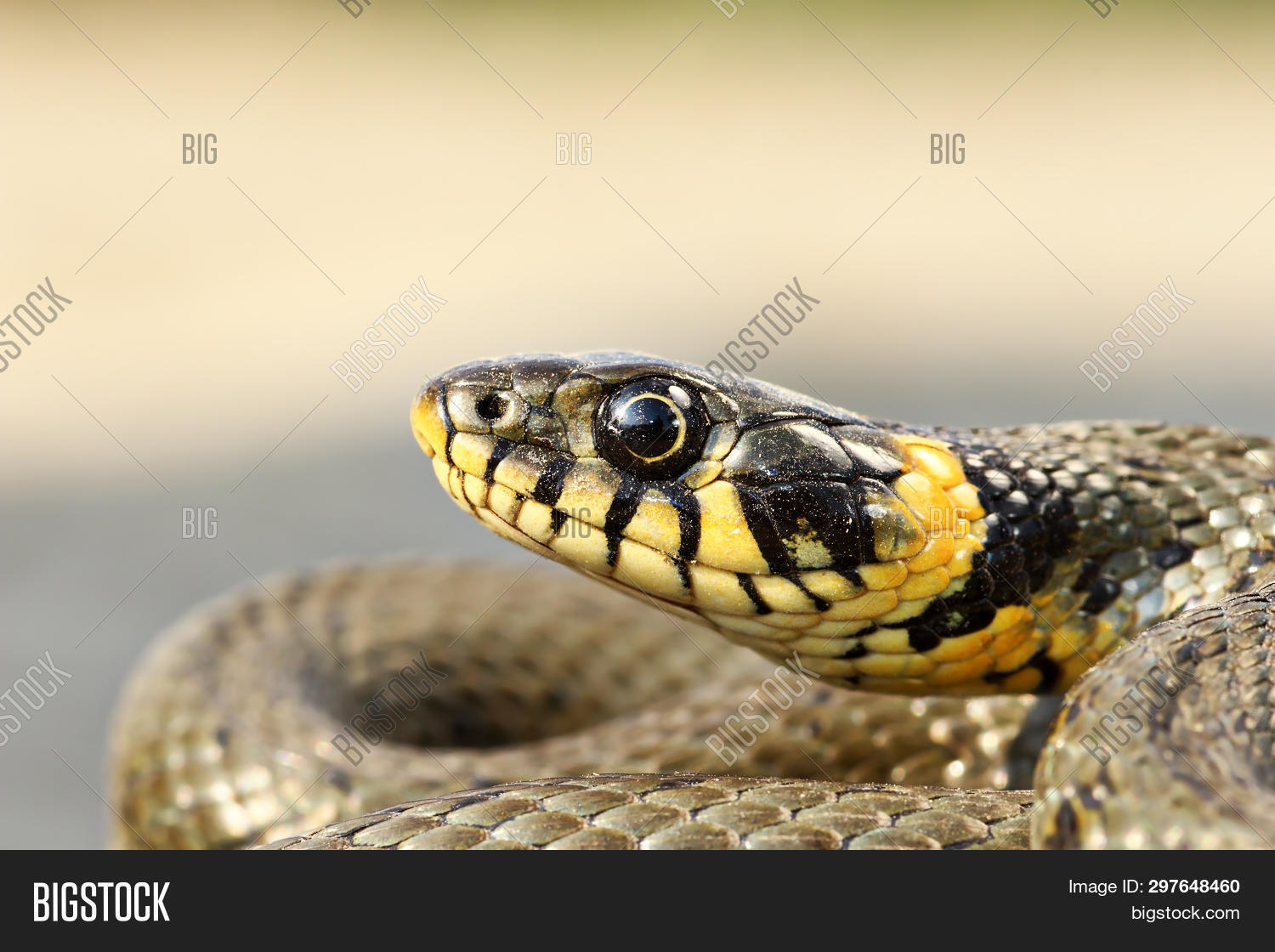 Yellow Spots On Grass Image & Photo (Free Trial) | Bigstock