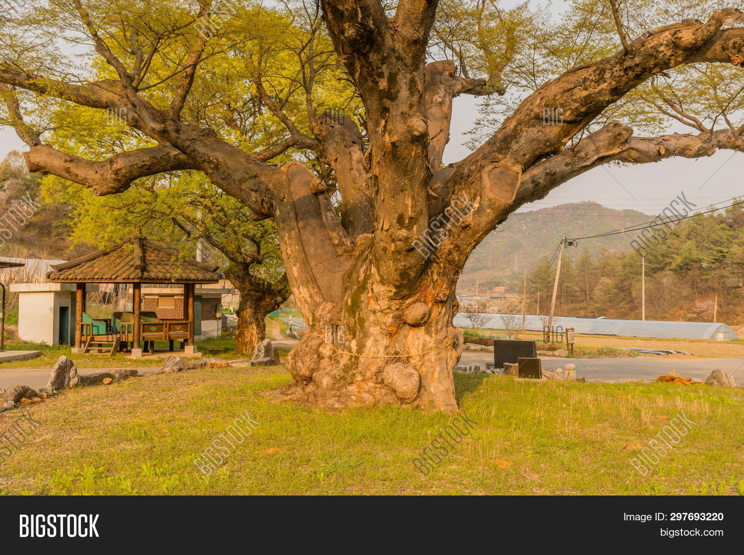 Large Tree Rural Image & Photo (Free Trial) | Bigstock