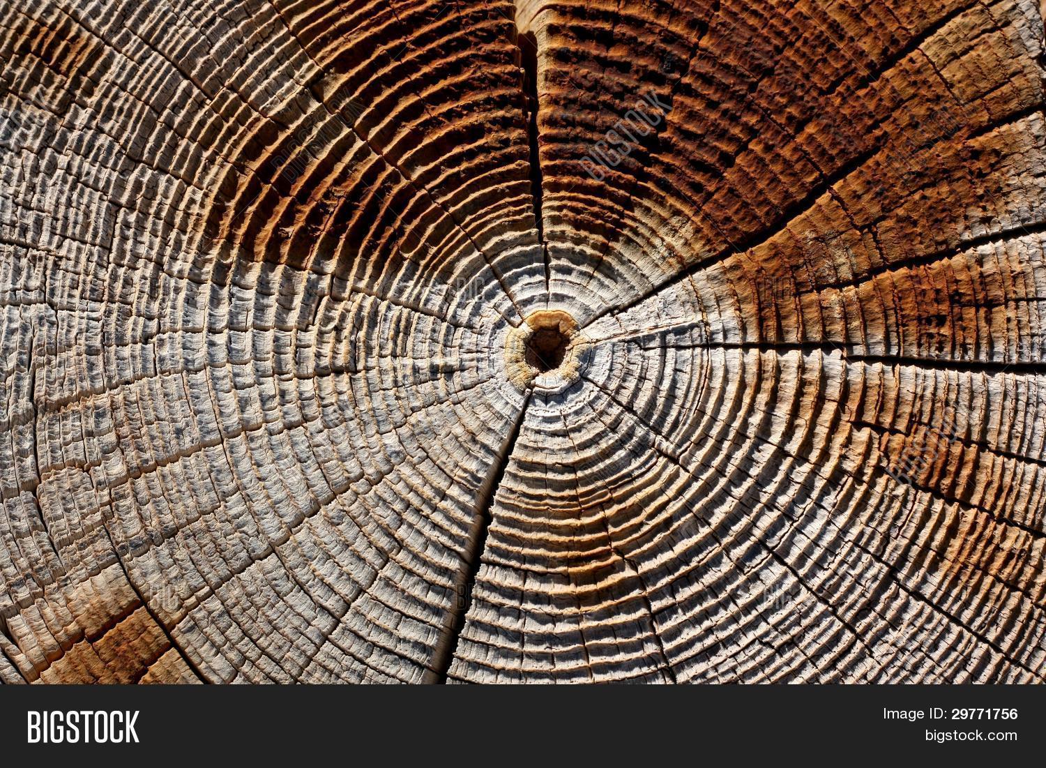Tree Ring Texture Image & Photo | Bigstock