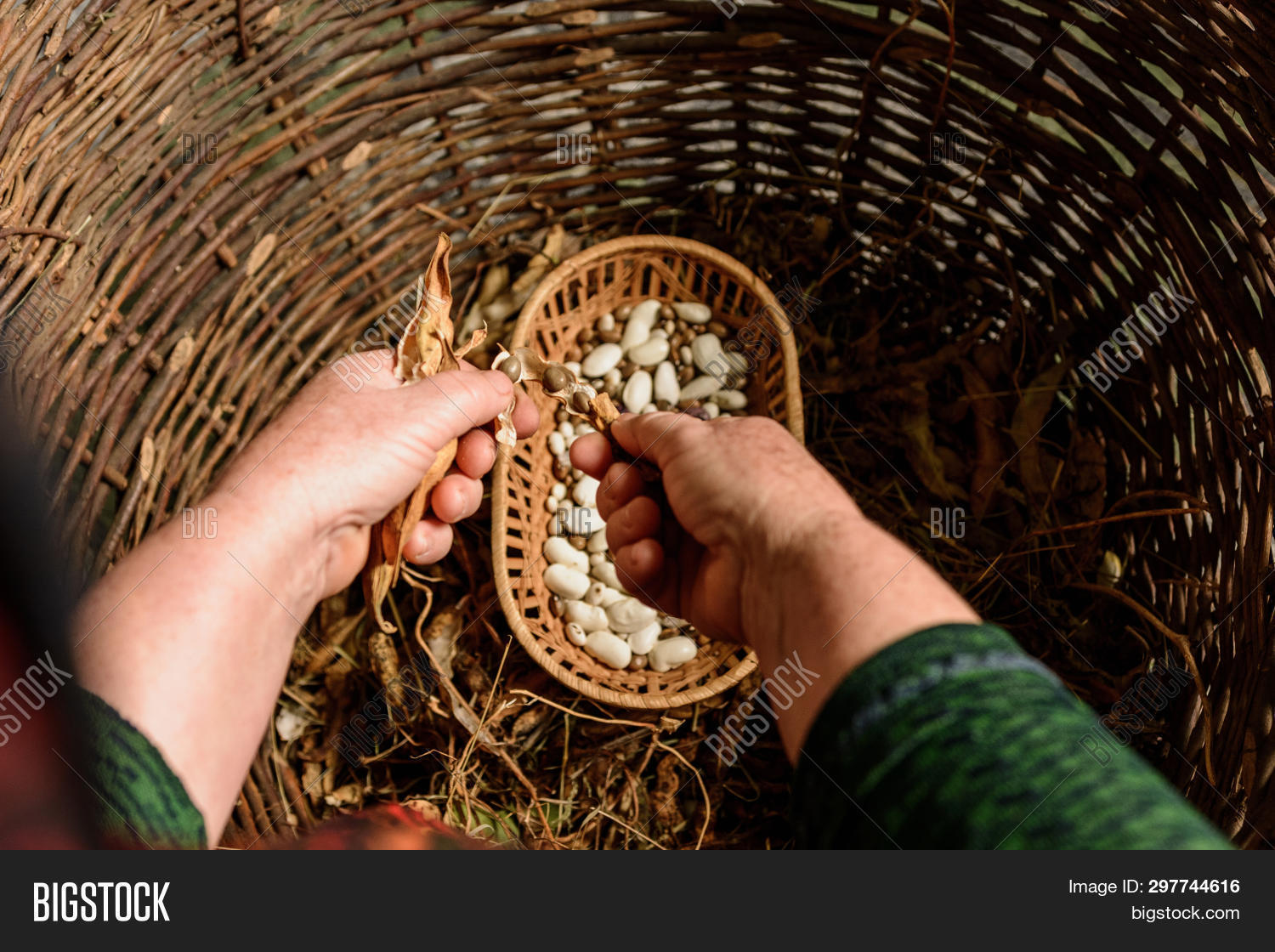 Stages White Bean Crop Image & Photo (Free Trial) | Bigstock