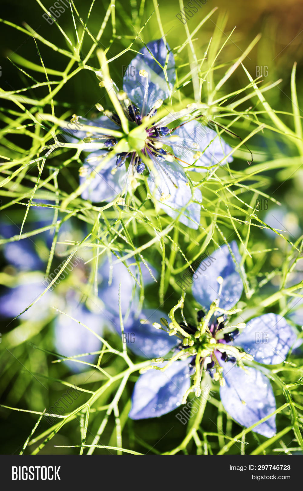 Flowers Love---mist. Image & Photo (Free Trial) | Bigstock