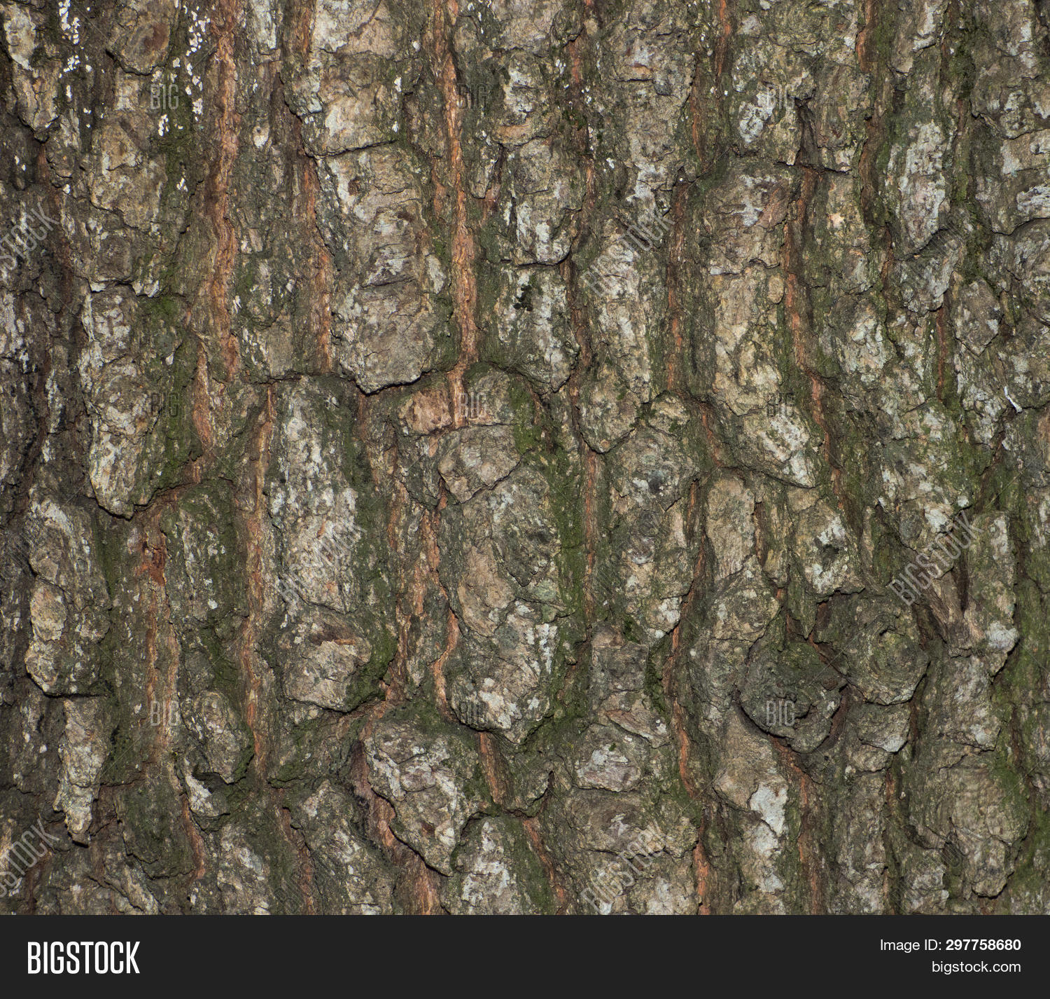 Old Bark Old Bark Image & Photo (Free Trial) | Bigstock